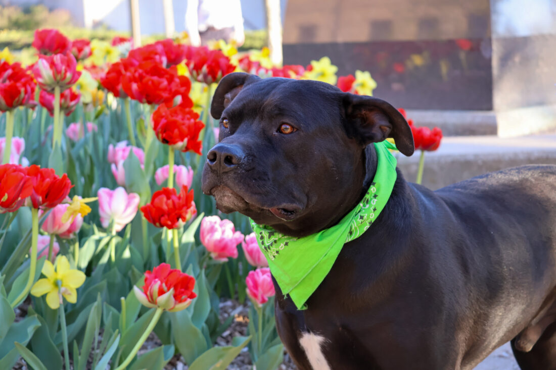 Clear the Shelter day set for Lawrence Humane Society for Aug. 23 ...